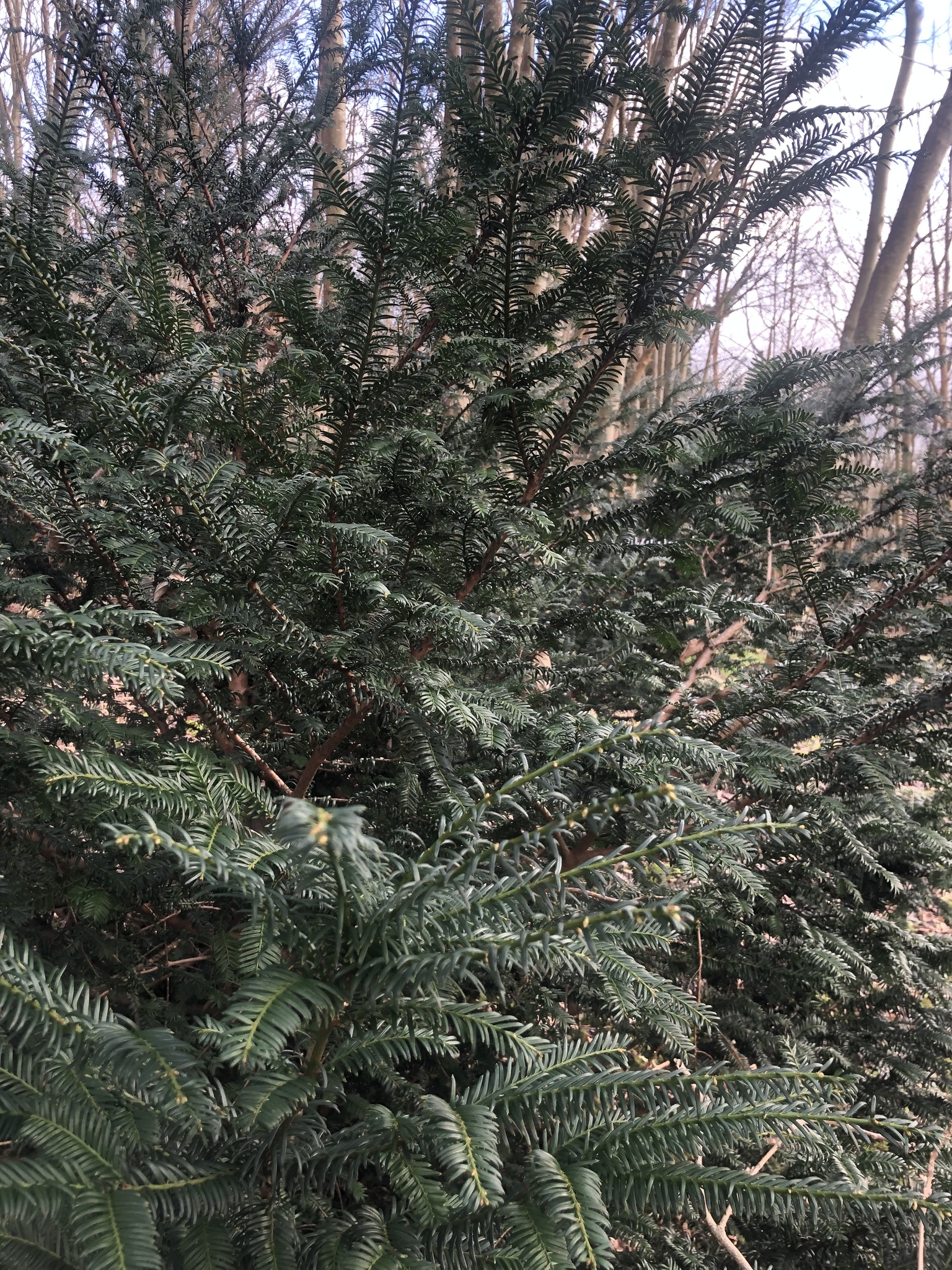 Taxus baccata L.