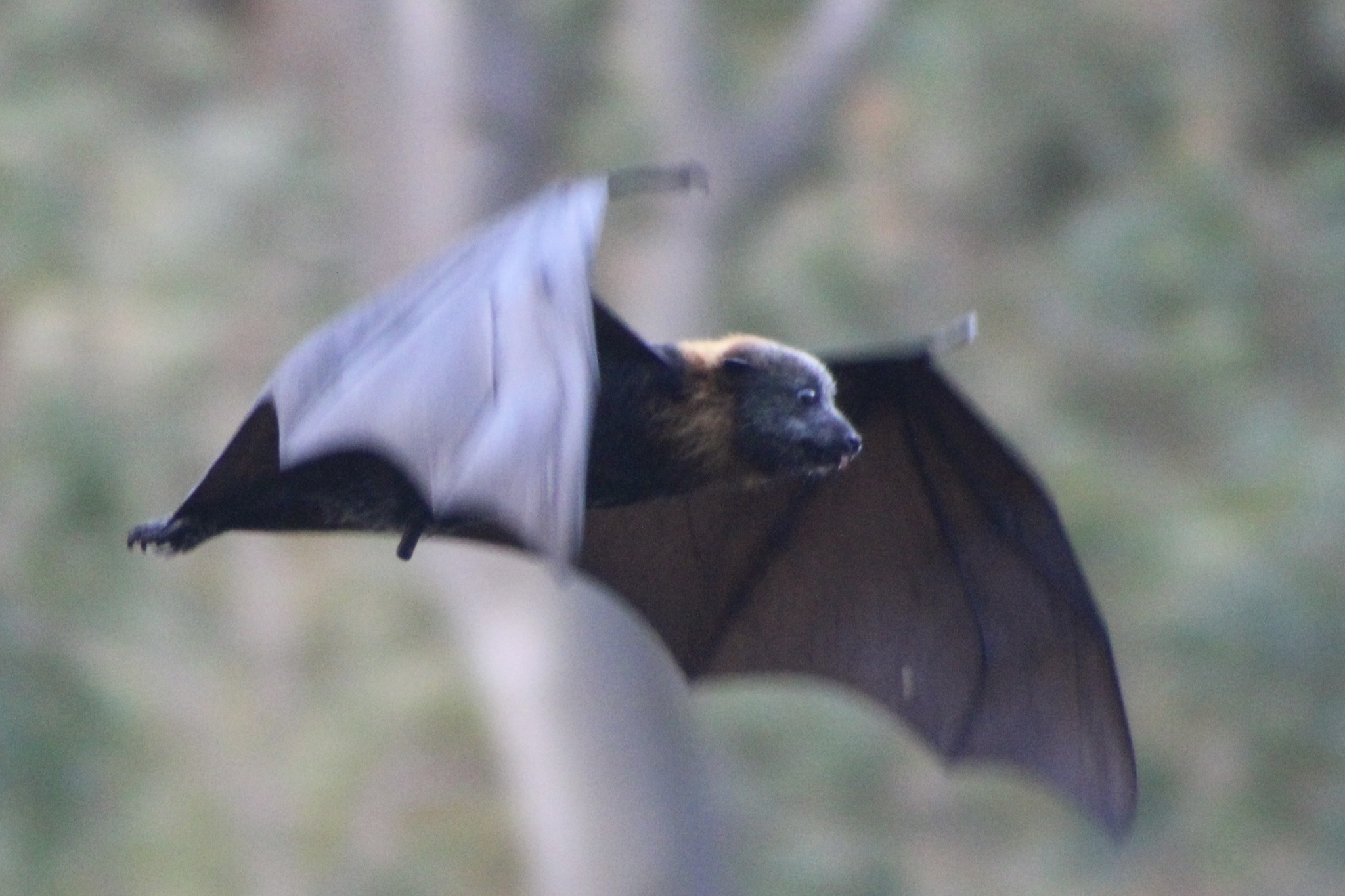 Pteropus Brisson, 1762