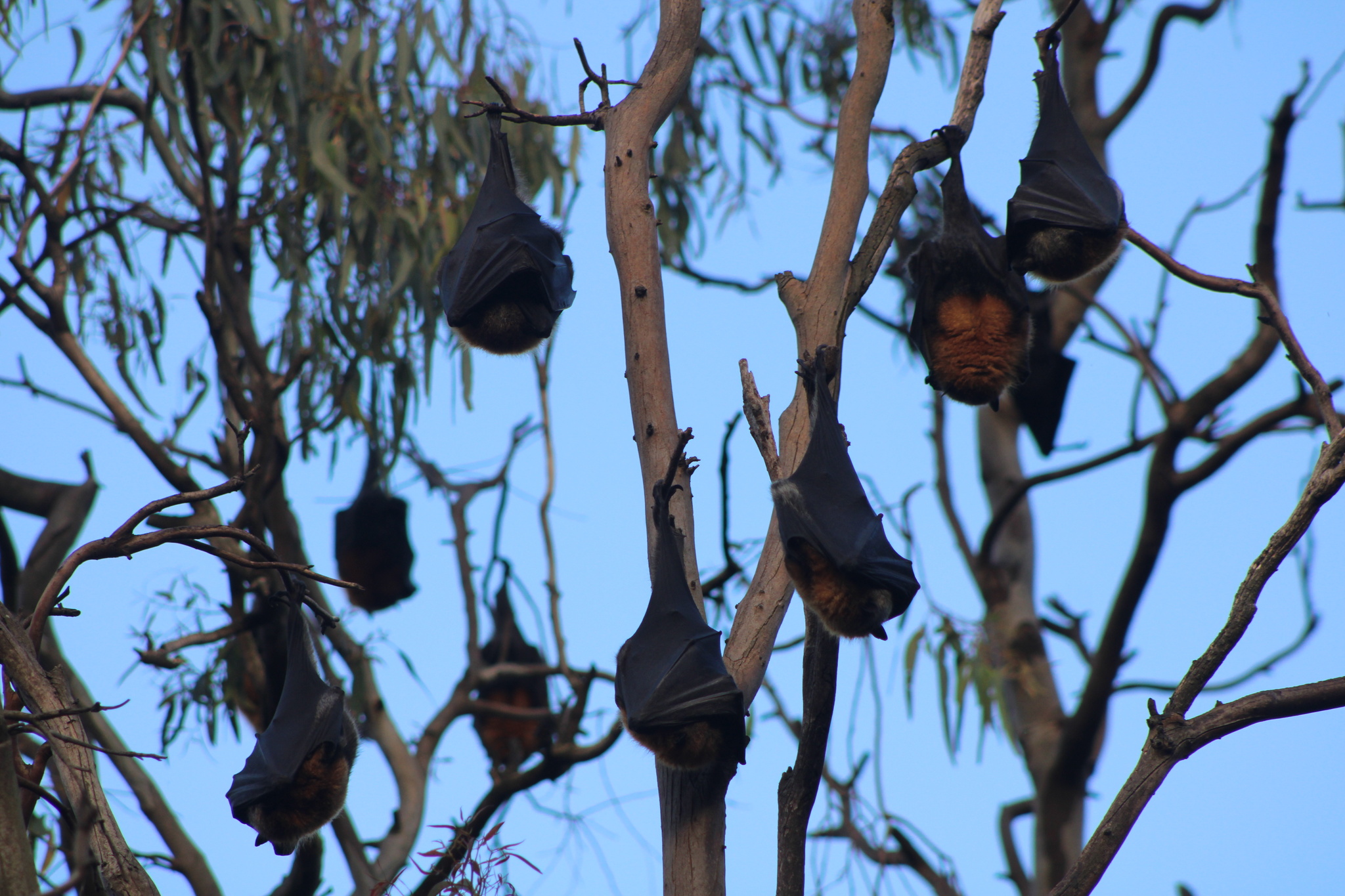 Pteropus Brisson, 1762