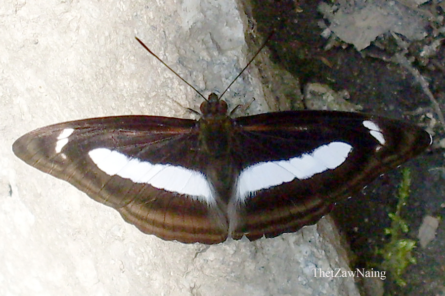 Khasi Small Staff Sergeant (Butterflies of Myanmar (Burma)) · iNaturalist