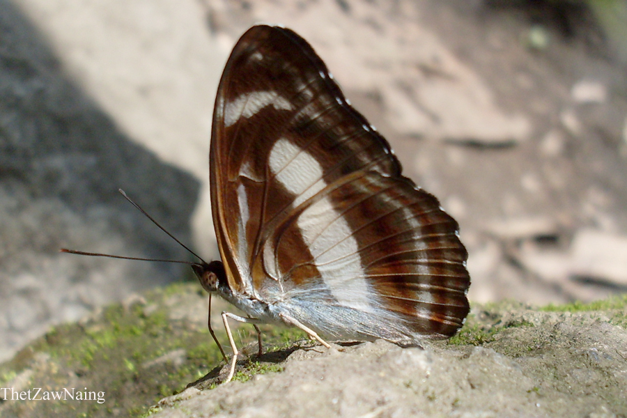 Khasi Small Staff Sergeant (Butterflies of Myanmar (Burma)) · iNaturalist