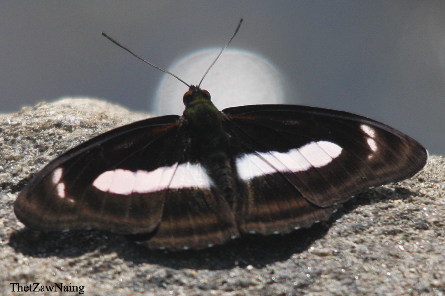 Khasi Small Staff Sergeant (Butterflies of Myanmar (Burma)) · iNaturalist