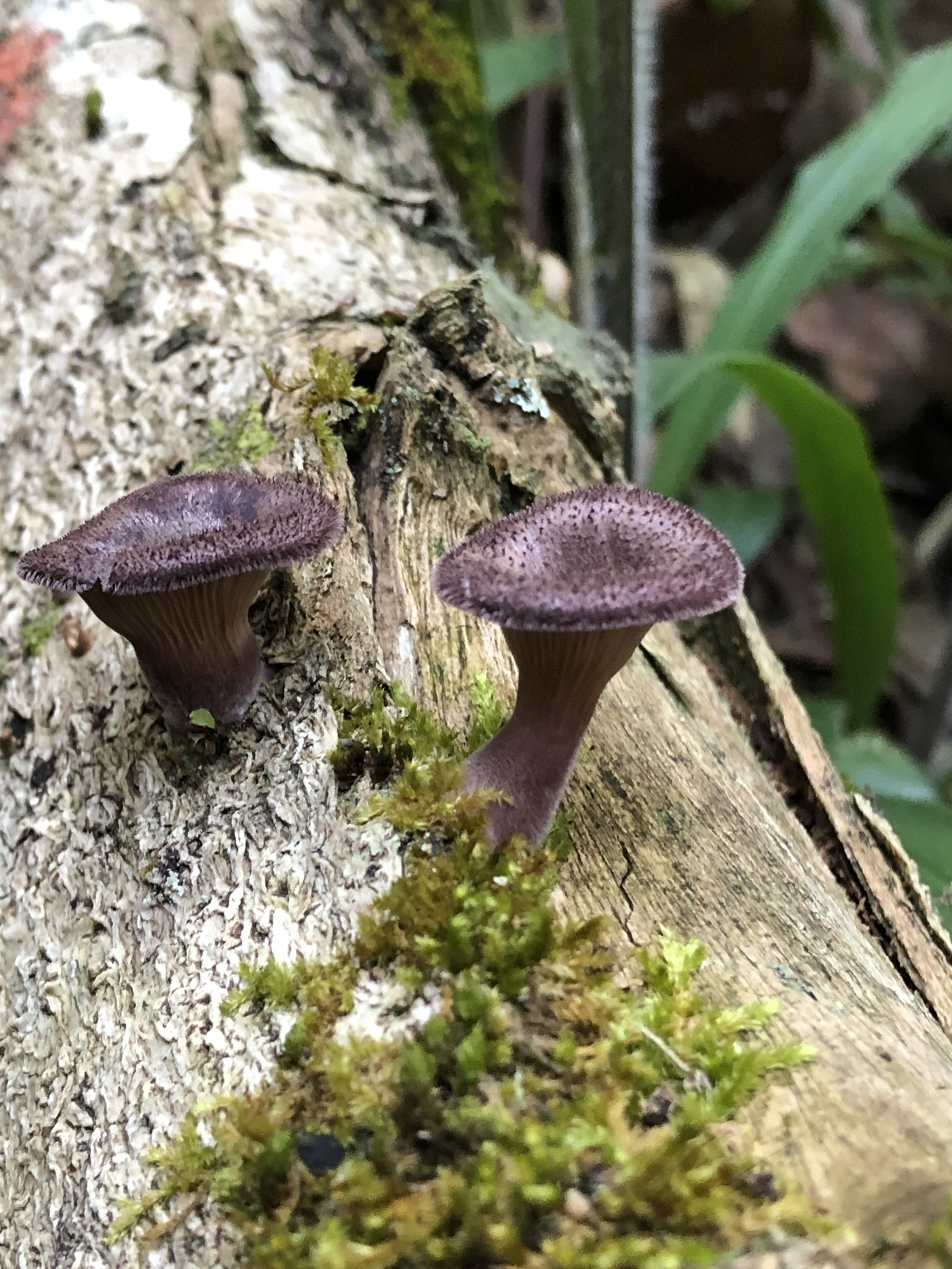 Panus strigellus (Berk.) Overh.