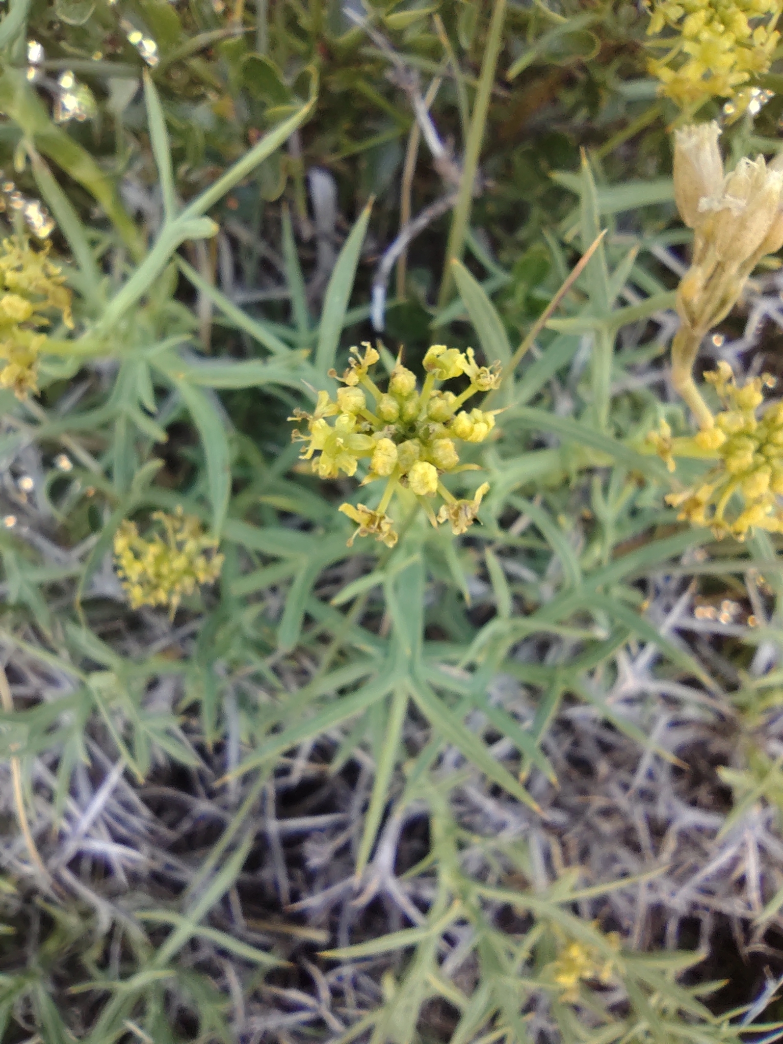 Azorella prolifera (Cav.) G.M.Plunkett & A.N.Nicolas