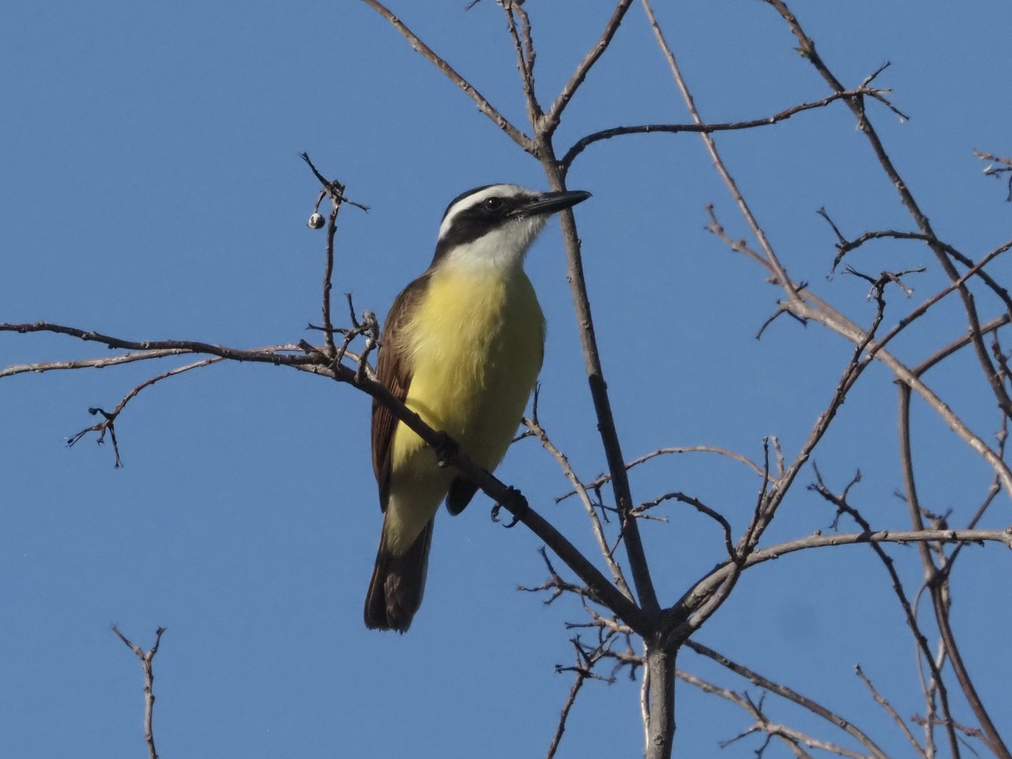 Pitangus sulphuratus (Linnaeus, 1766)