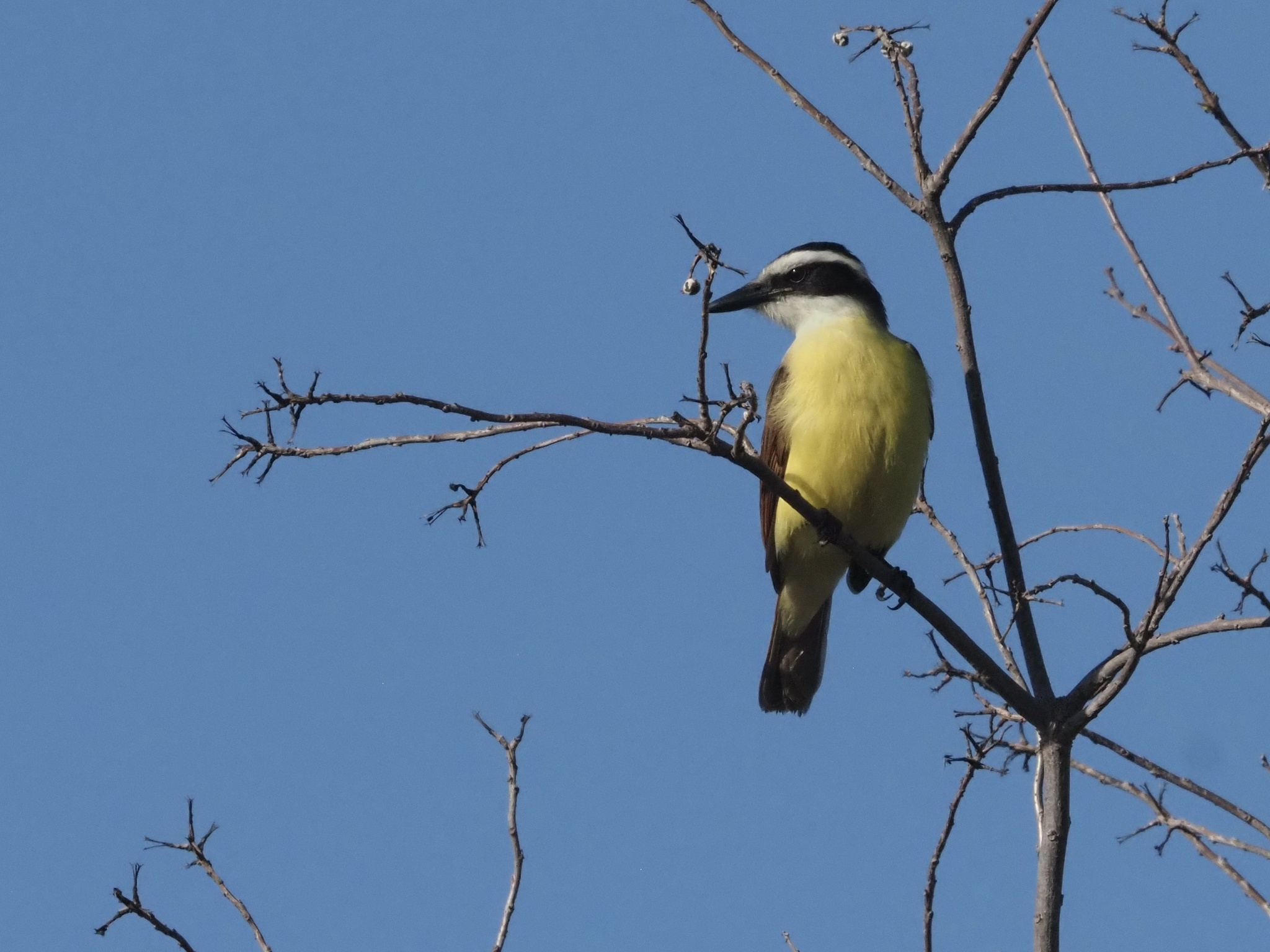 Pitangus sulphuratus (Linnaeus, 1766)
