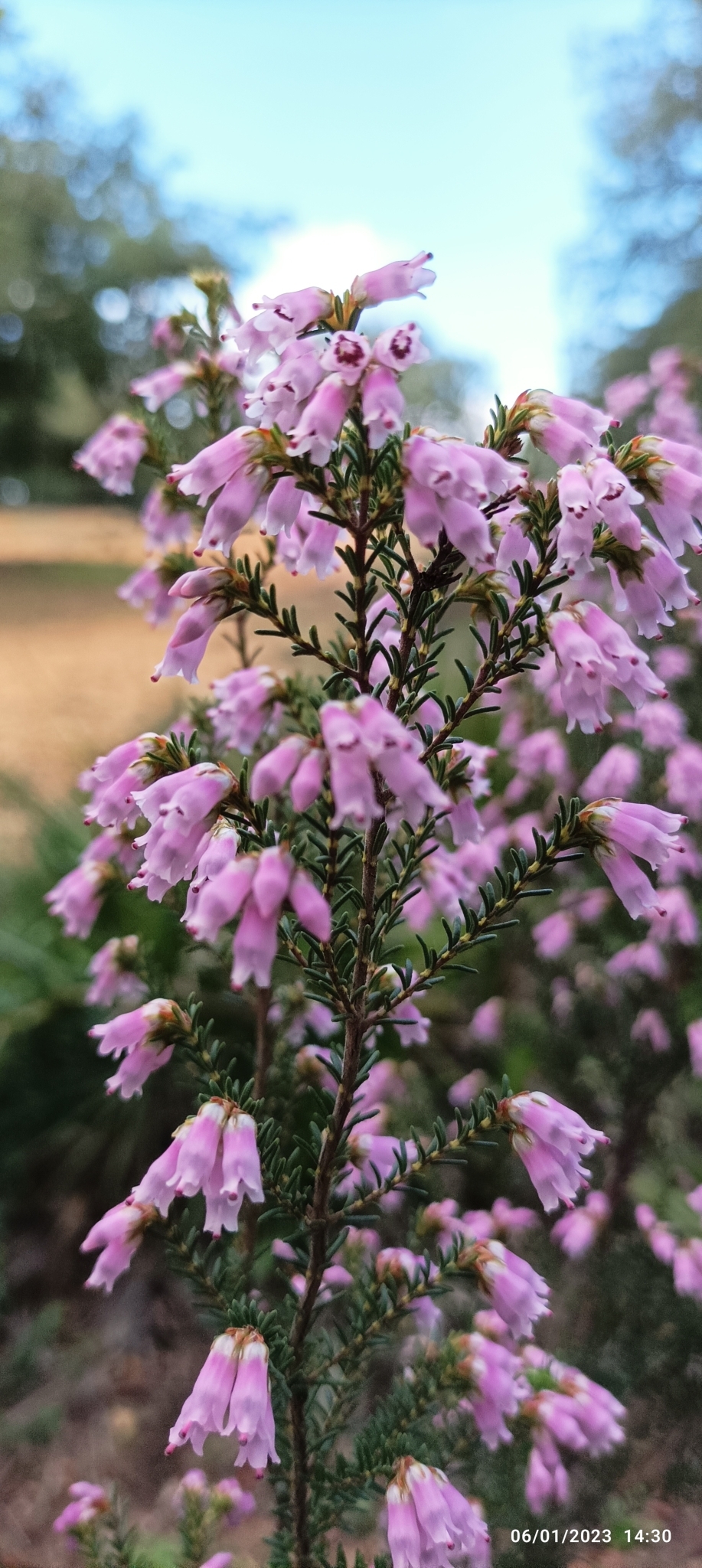 Erica australis L.