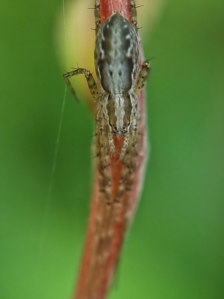 Leaf-running Spiders from Central Water Catchment, Singapore on ...