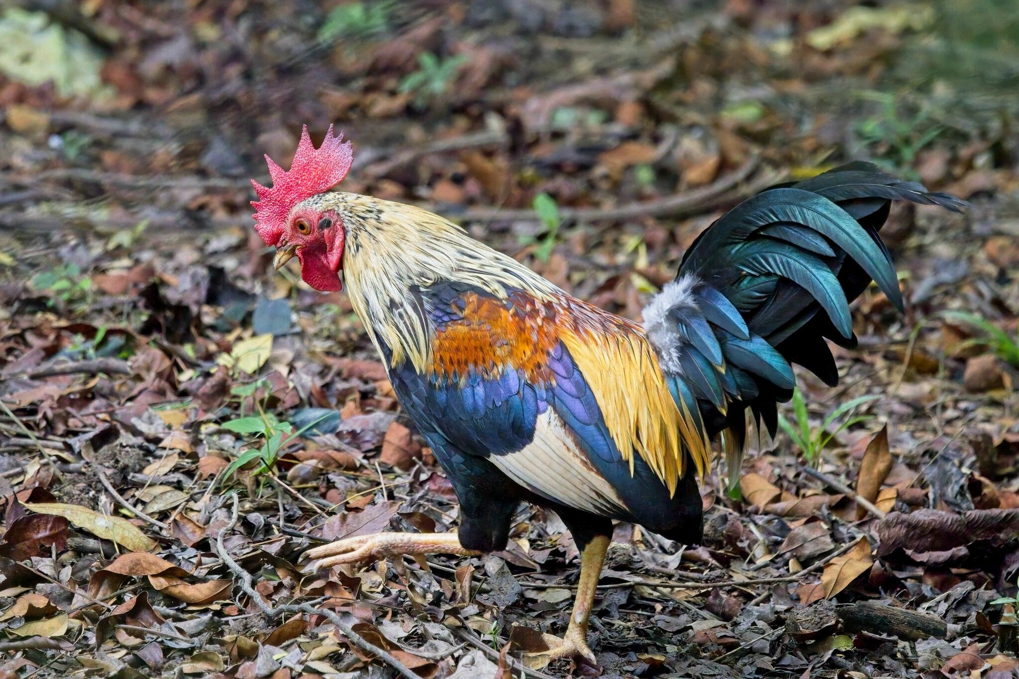 Gallus gallus (Linnaeus, 1758)
