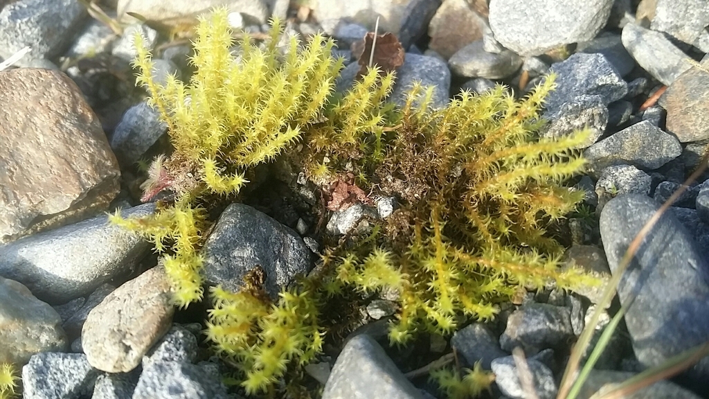 Dense Rock Moss (Racomitrium ericoides) - Botanical Realm