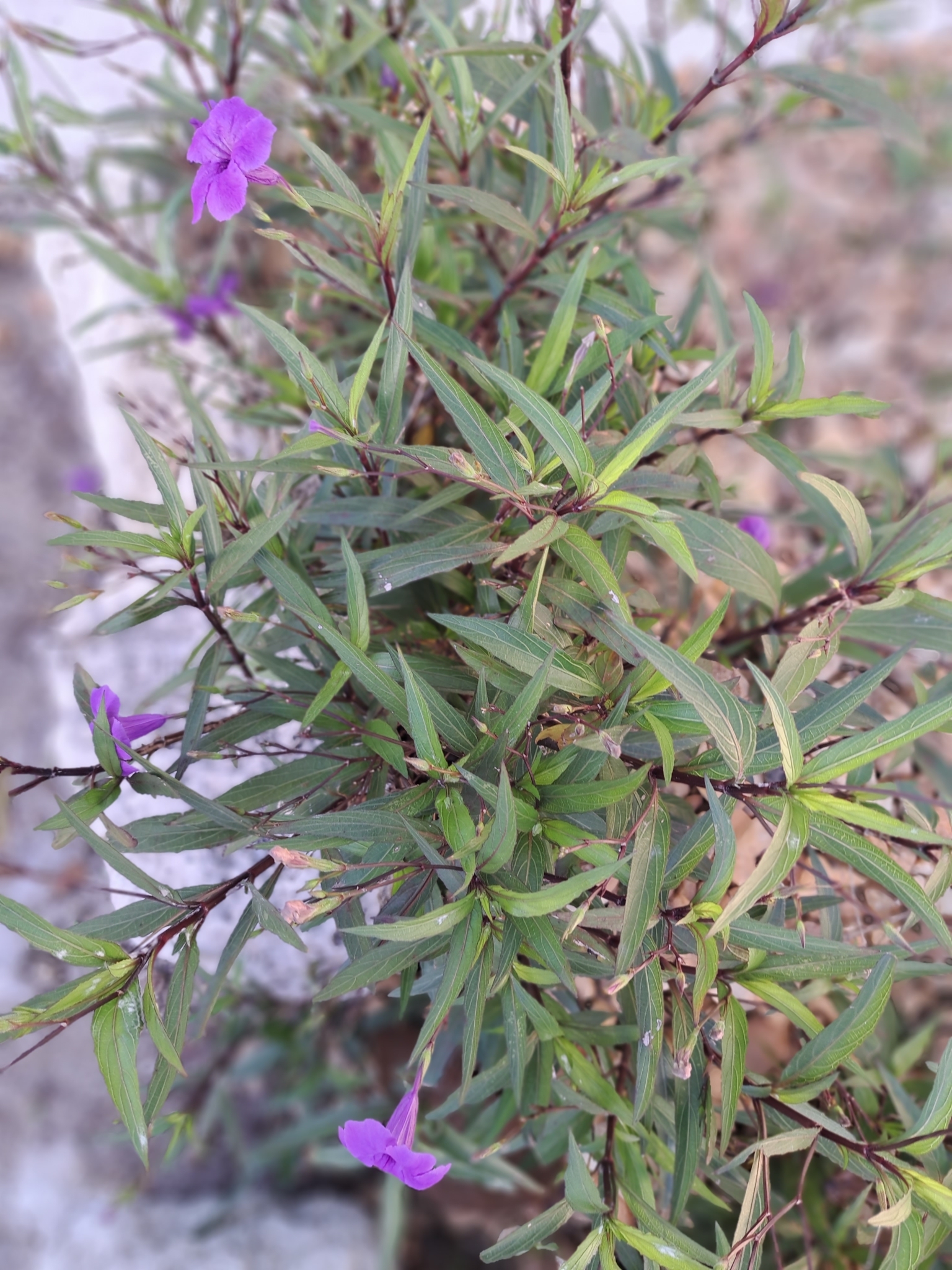 Ruellia simplex Wright