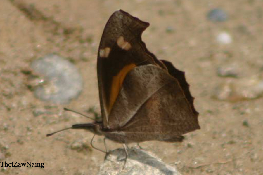 Ochreous Club Beak (Butterflies of Myanmar (Burma)) · iNaturalist