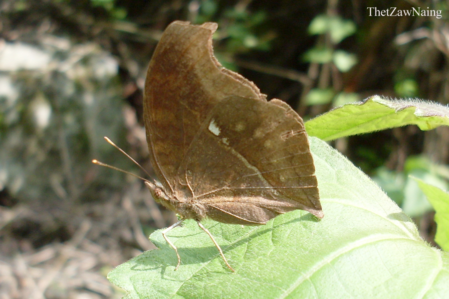 Chocolate Pansy (Butterflies of Myanmar (Burma)) · iNaturalist