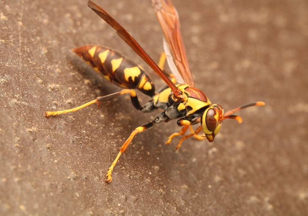 Curaçao Paper Wasp from Cunucu Arikok on December 28, 2022 at 12:42 PM ...