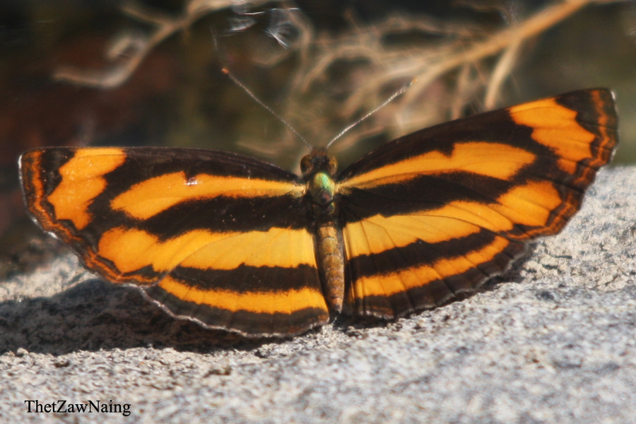 Oriental Common Lascar (Butterflies of Myanmar (Burma)) · iNaturalist