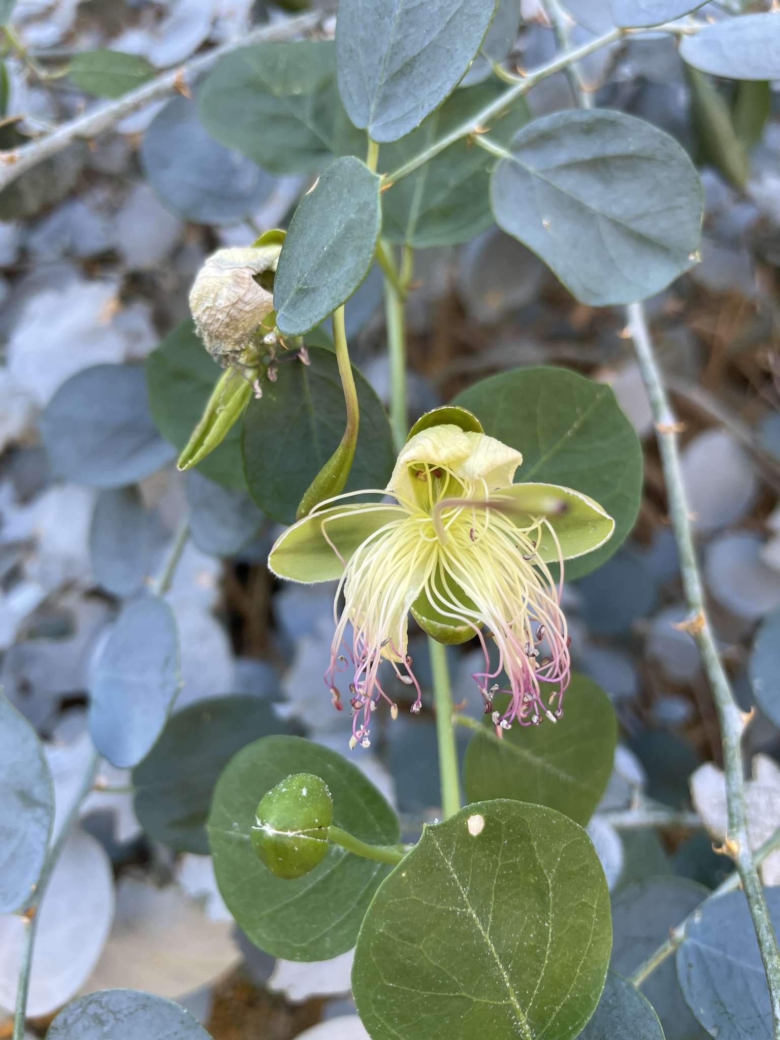 Capparis spinosa L.