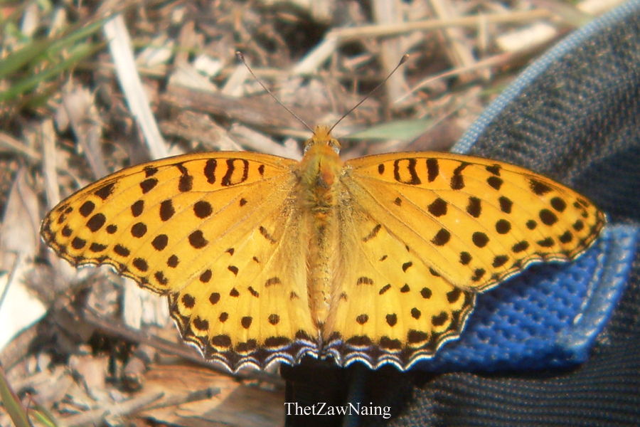 Common Leopard (Butterflies of Myanmar (Burma)) · iNaturalist