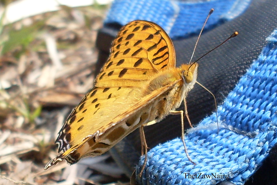 Common Leopard (Butterflies of Myanmar (Burma)) · iNaturalist