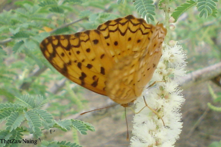 Common Leopard (Butterflies of Myanmar (Burma)) · iNaturalist