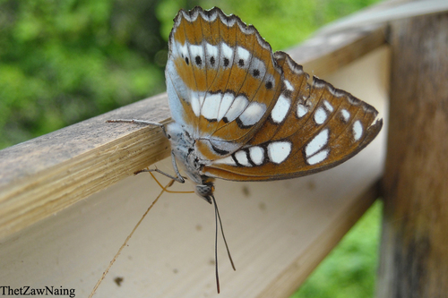 Oriental Common Sergeant (Butterflies of Myanmar (Burma)) · iNaturalist
