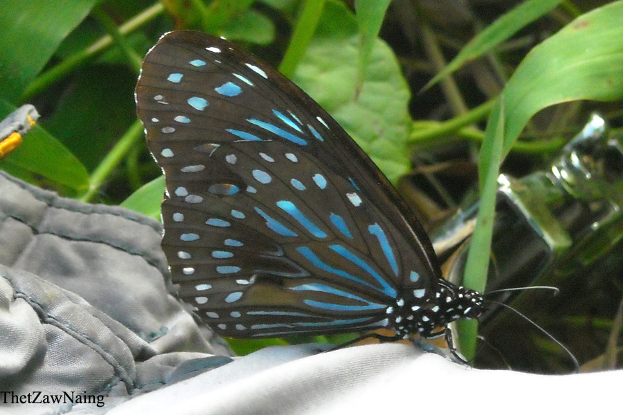 Oriental Dark Blue Tiger (Butterflies of Myanmar (Burma)) · iNaturalist