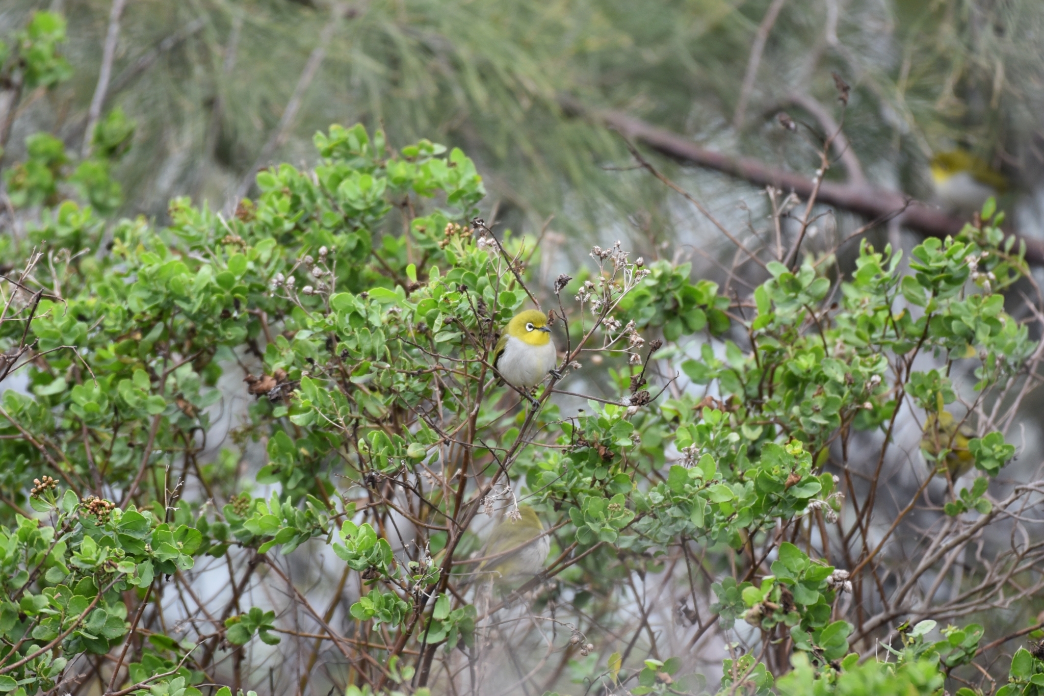Zosterops simplex Swinhoe, 1861