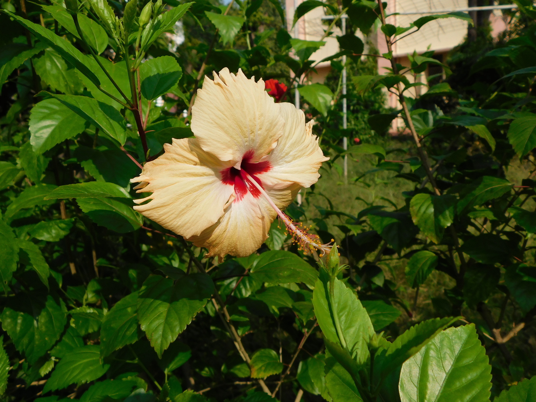 Hibiscus rosa-sinensis L.