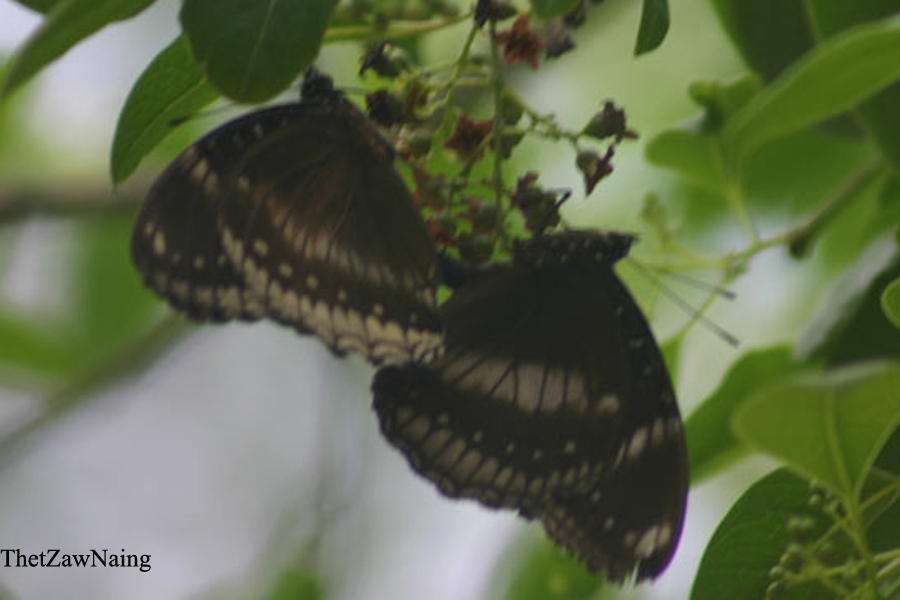 Oriental Great Eggfly (Butterflies of Myanmar (Burma)) · iNaturalist