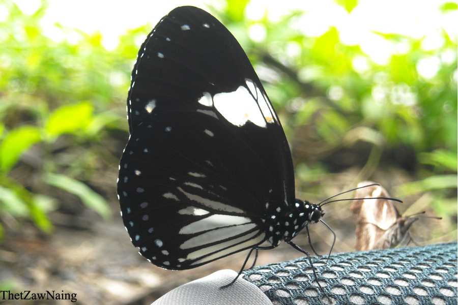 Magpie Crow (Butterflies of Myanmar (Burma)) · iNaturalist