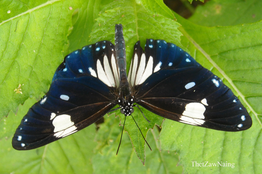 Magpie Crow (Butterflies of Myanmar (Burma)) · iNaturalist