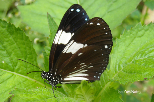 Magpie Crow (Butterflies of Myanmar (Burma)) · iNaturalist