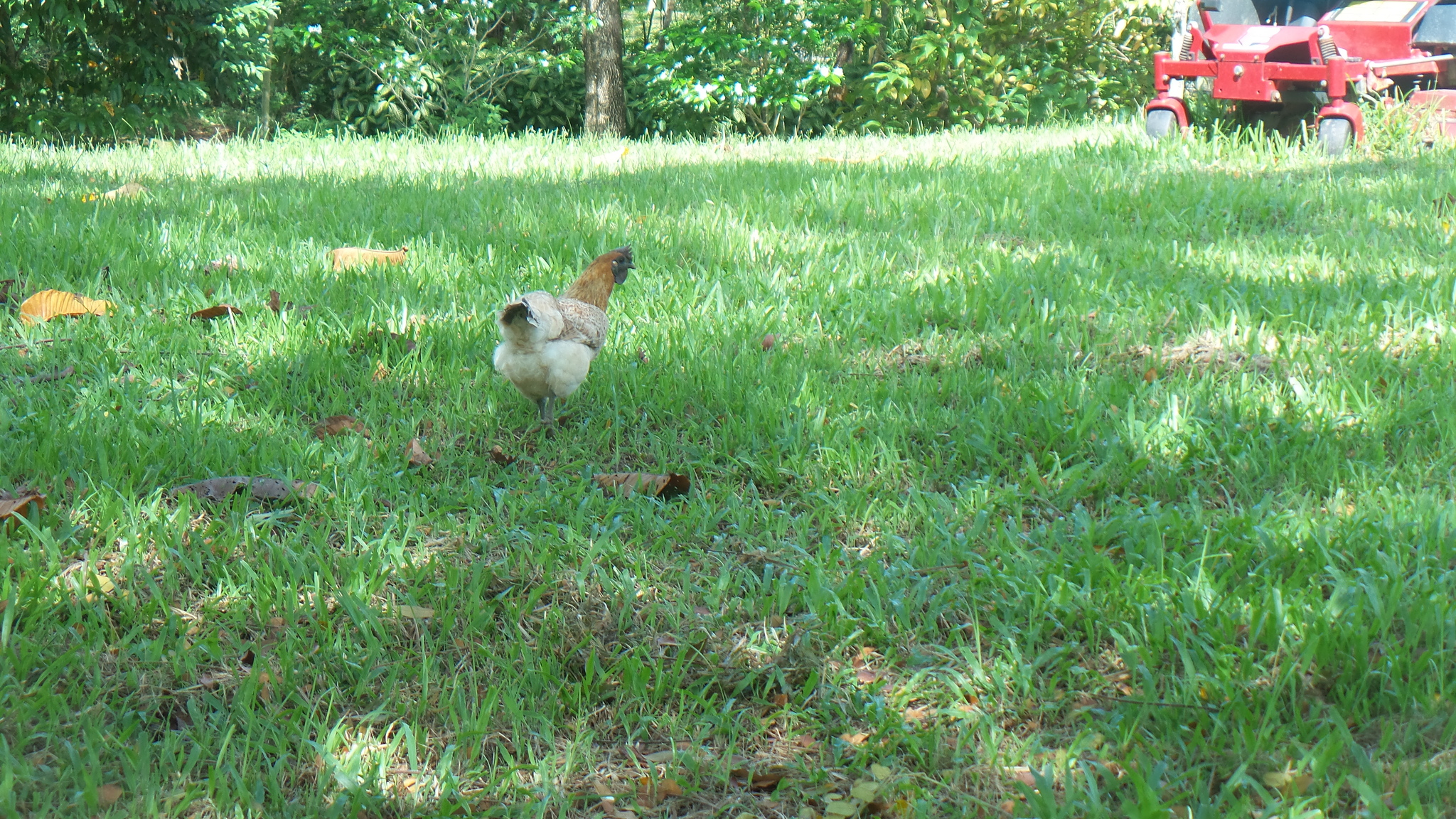 Gallus gallus (Linnaeus, 1758)