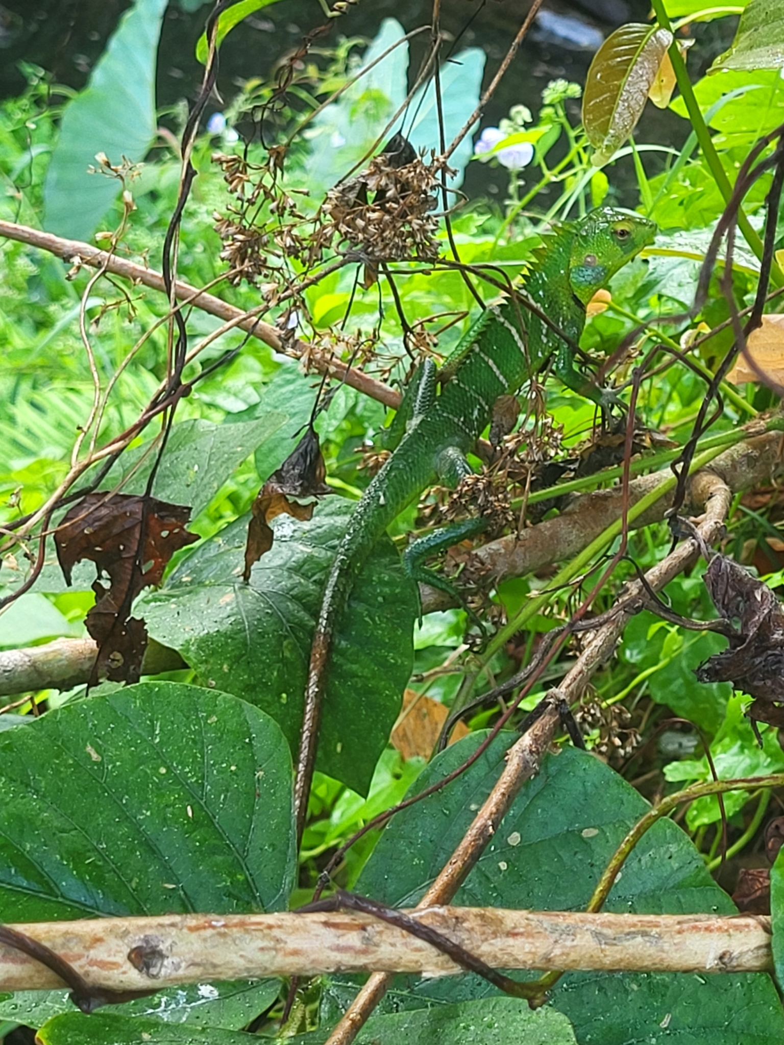 Calotes calotes (Linnaeus, 1758)