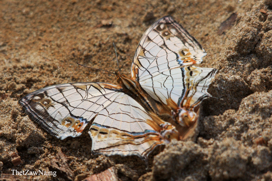 Oriental Map Butterfly (Butterflies of Myanmar (Burma)) · iNaturalist