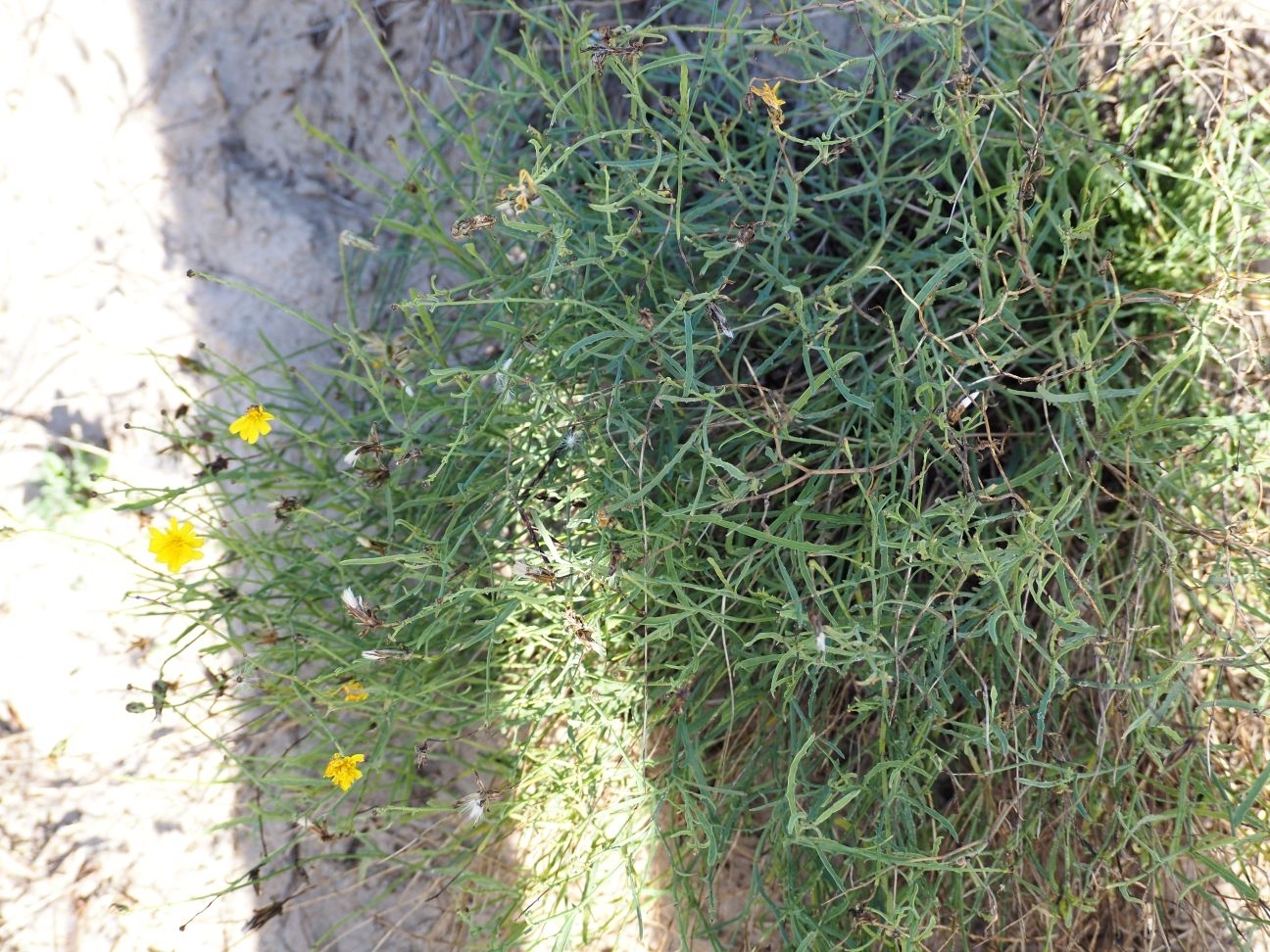 Launaea fragilis (Asso) Pau