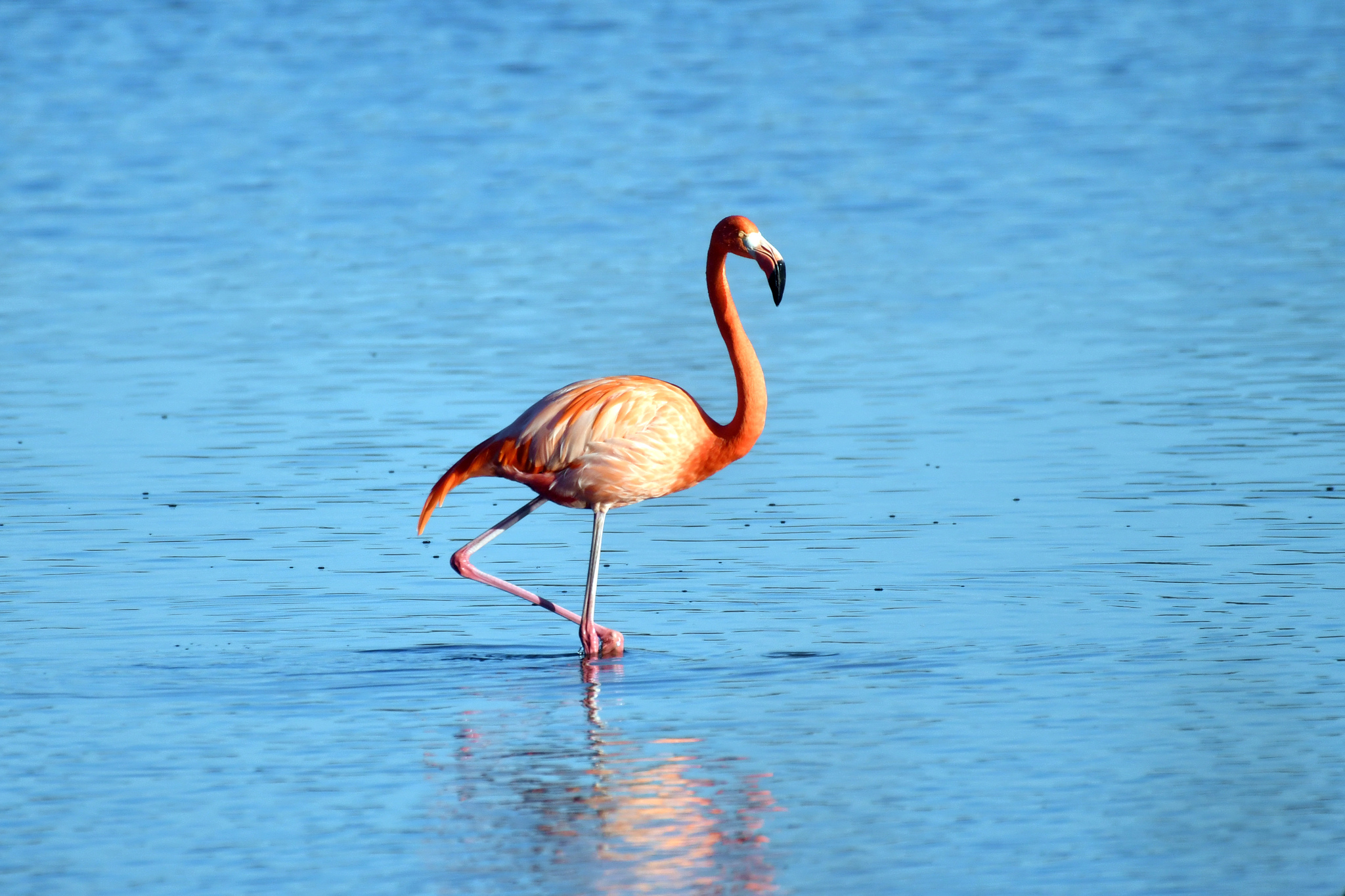 Phoenicopterus ruber Linnaeus, 1758