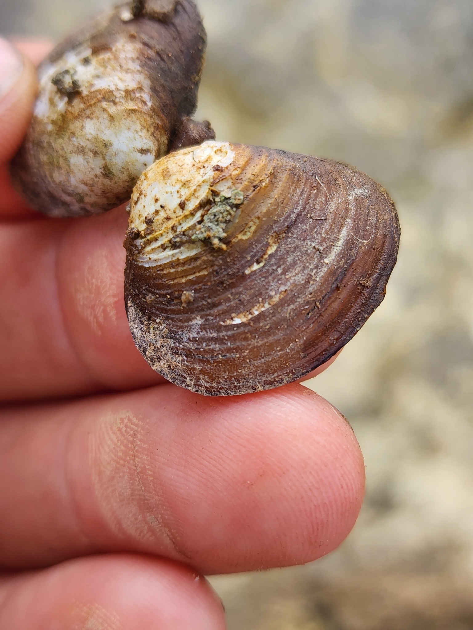 Corbicula fluminea (O.F.Müller, 1774)