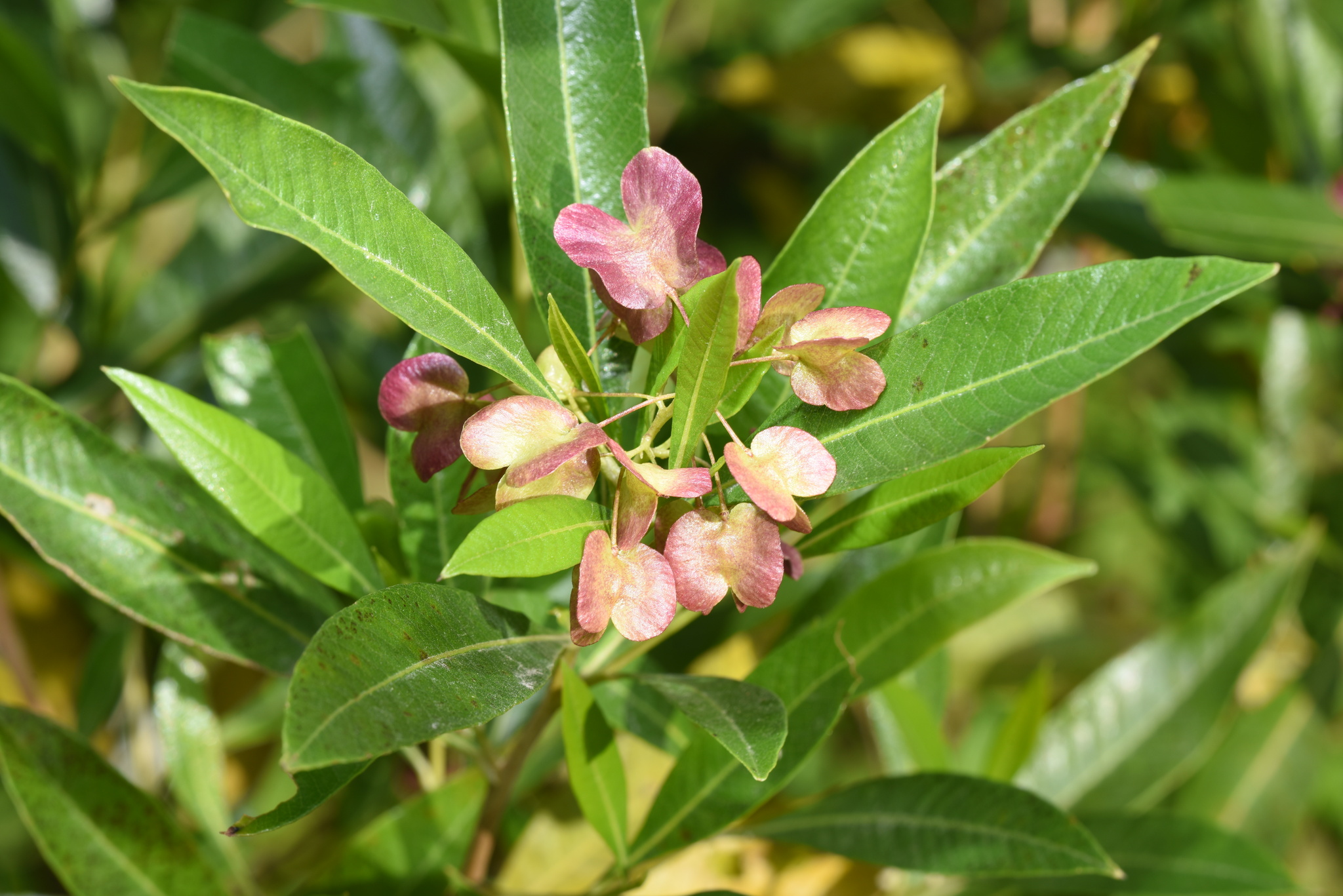 Dodonaea viscosa (L.) Jacq.
