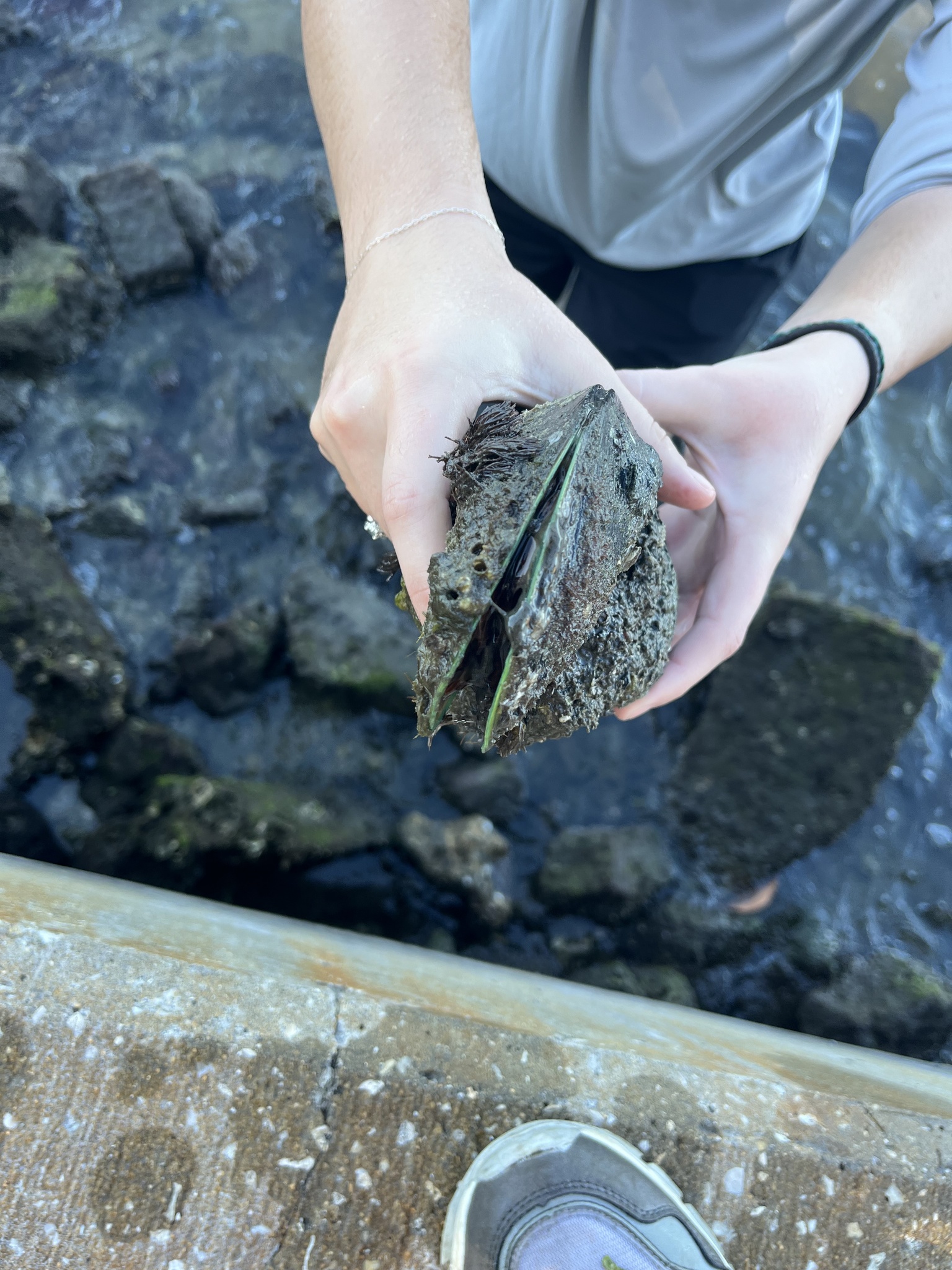 Perna viridis (Linnaeus, 1758)