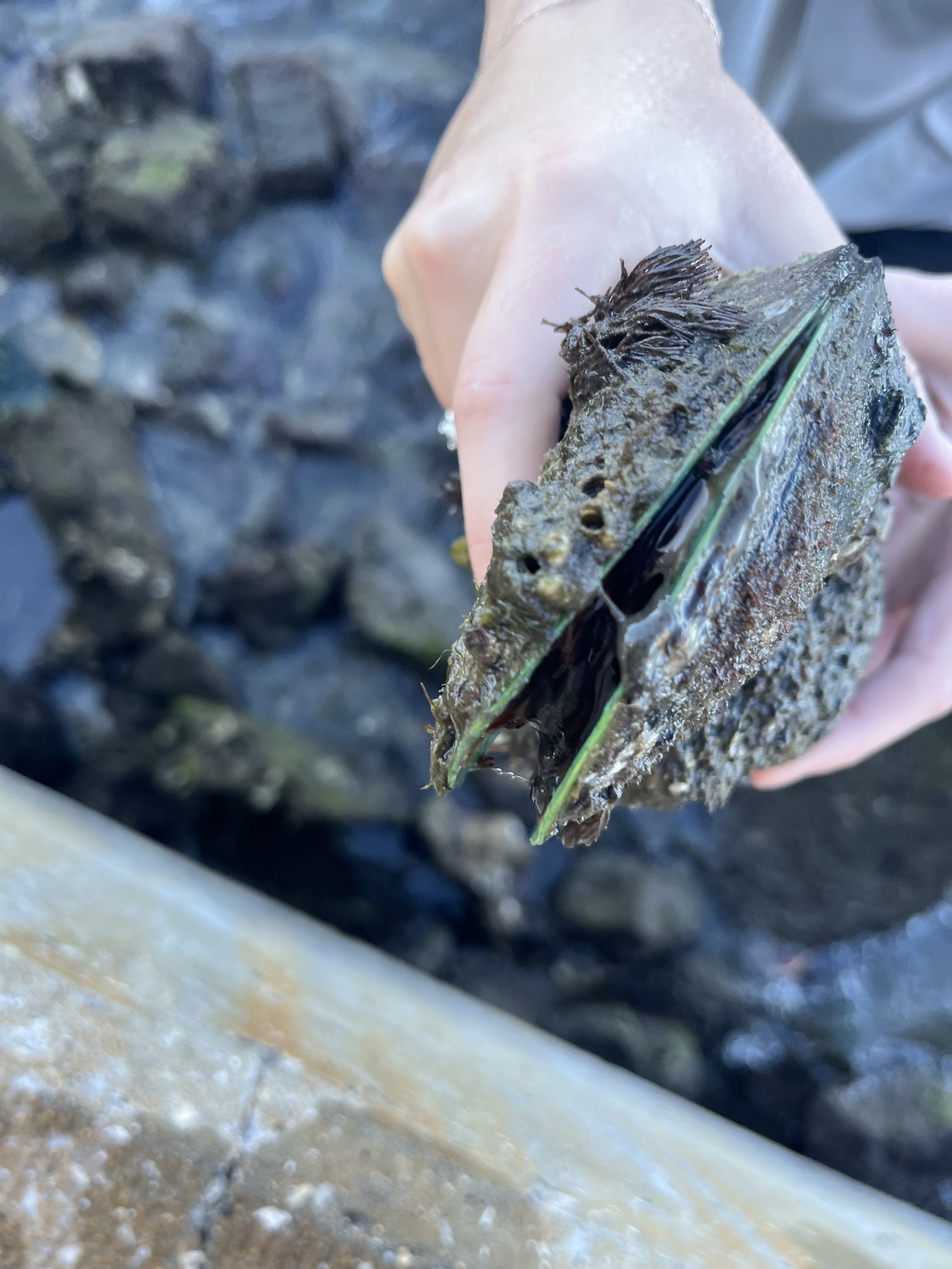 Perna viridis (Linnaeus, 1758)