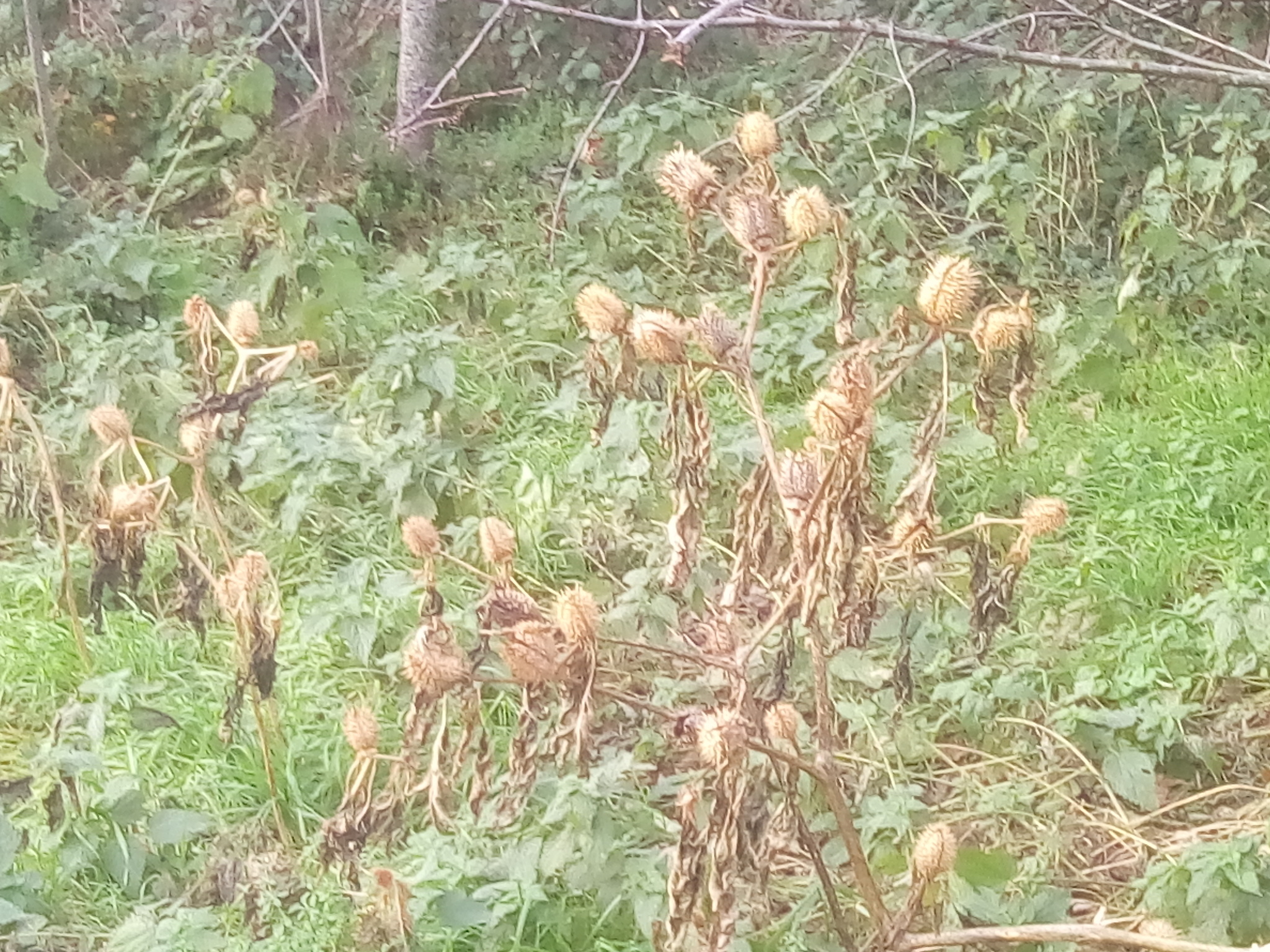 Datura stramonium L.