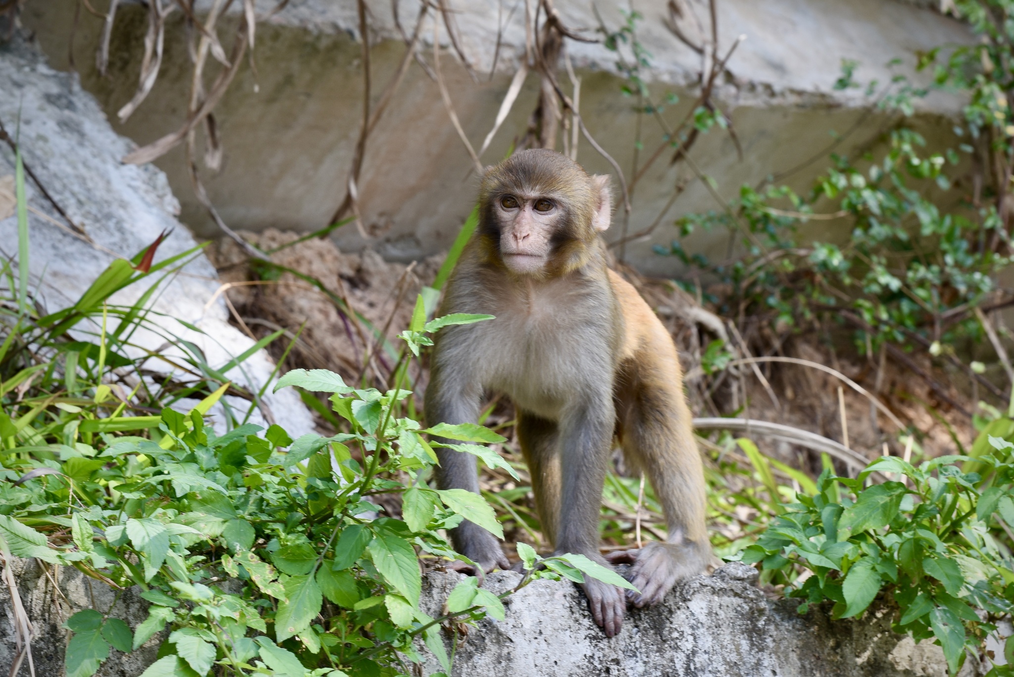 Macaca Lacépède, 1799