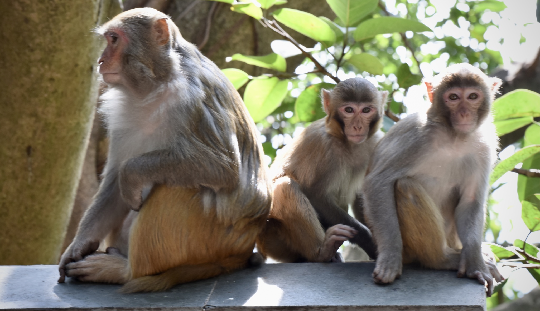 Macaca mulatta (Zimmermann, 1780)