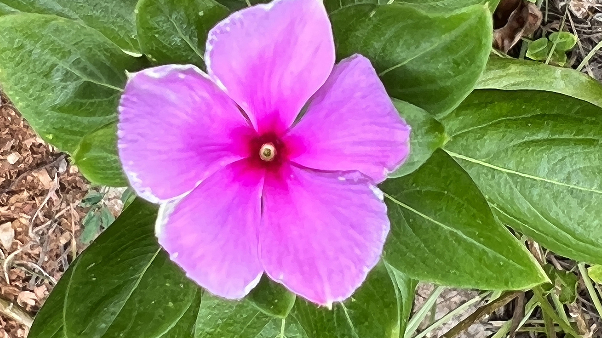 Catharanthus roseus (L.) G.Don