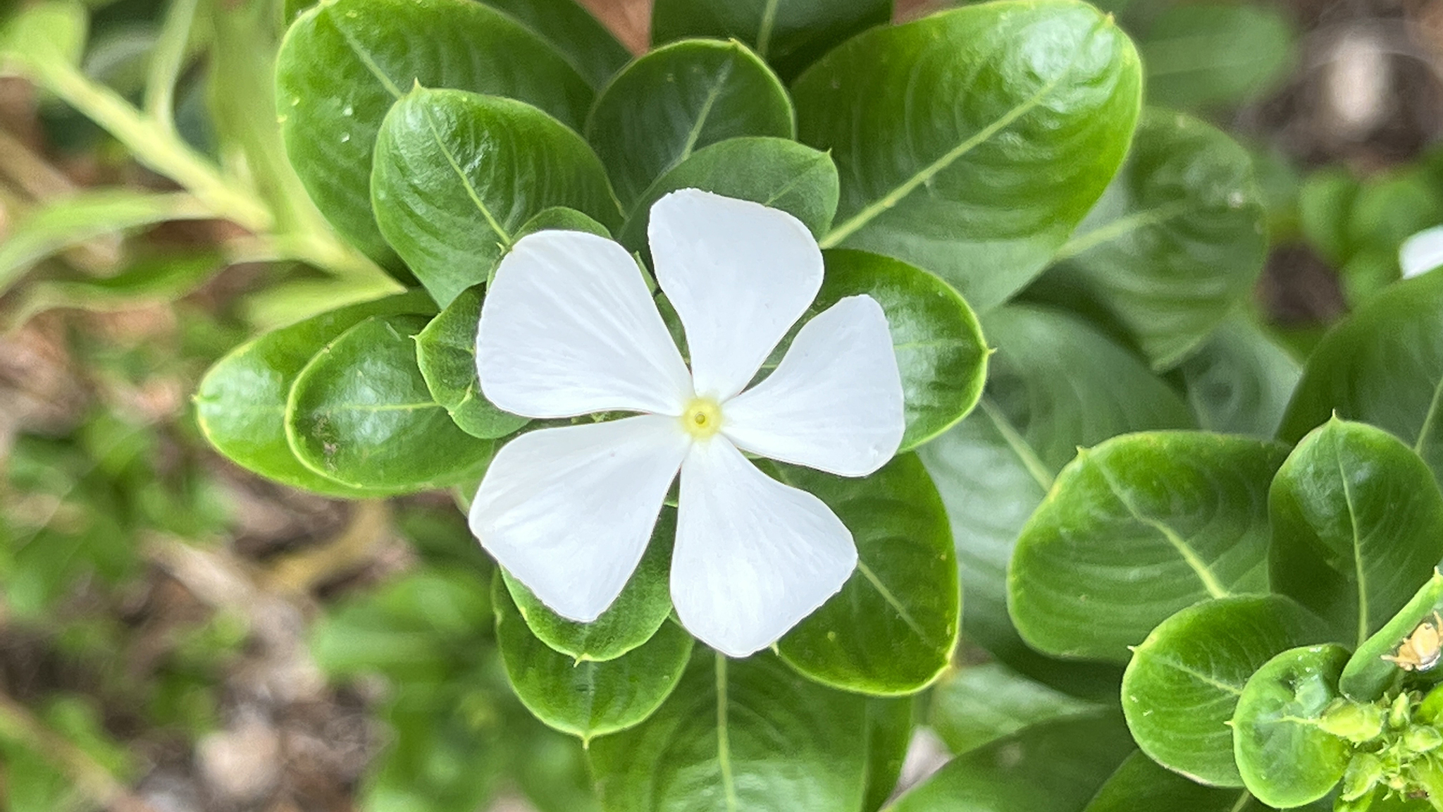 Catharanthus roseus (L.) G.Don