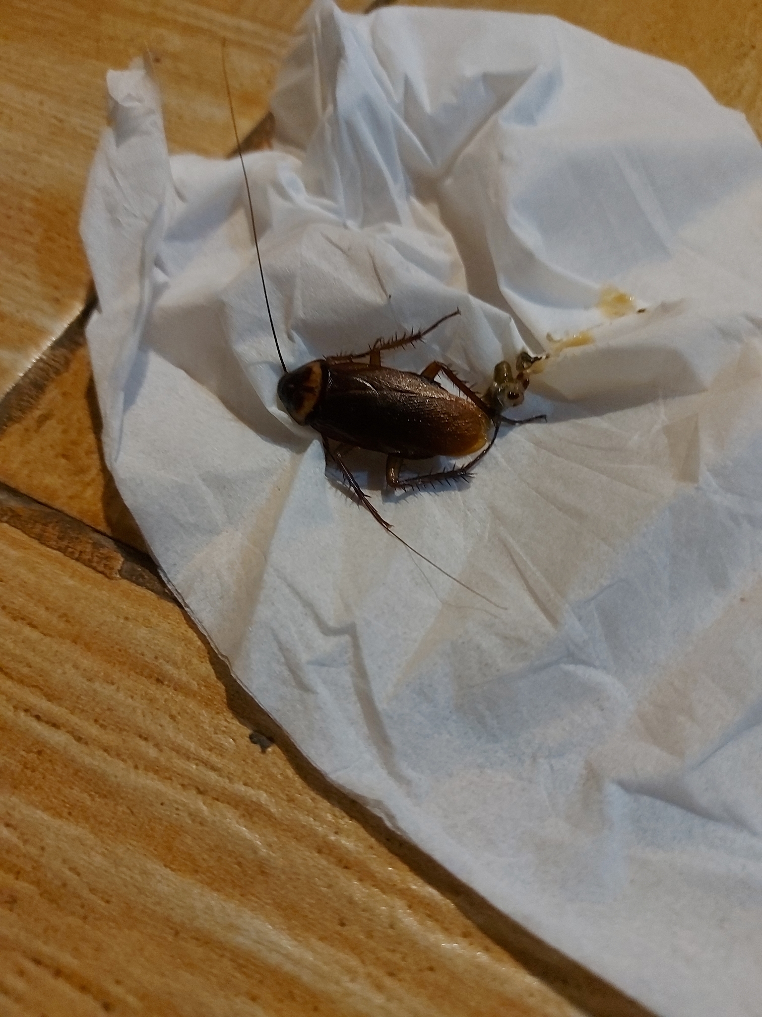 Periplaneta americana (Linnaeus, 1758)