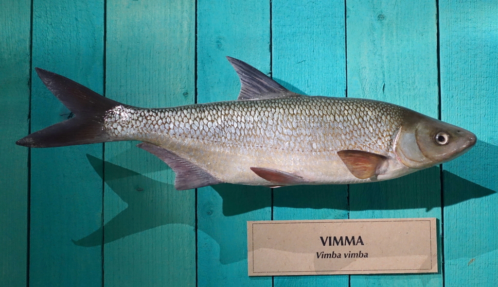 Vimba Bream (Vimba vimba) - Marine Life Identification
