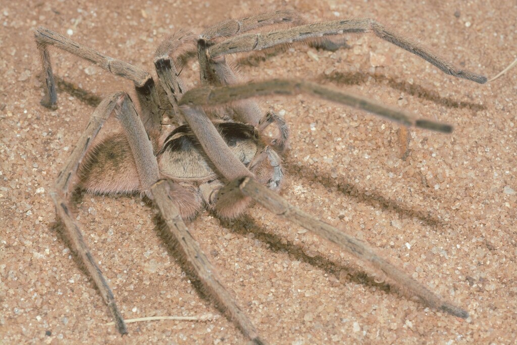 Wandering Spiders from Dar es Salaam, Tanzania on January 5, 2023 at 07 ...