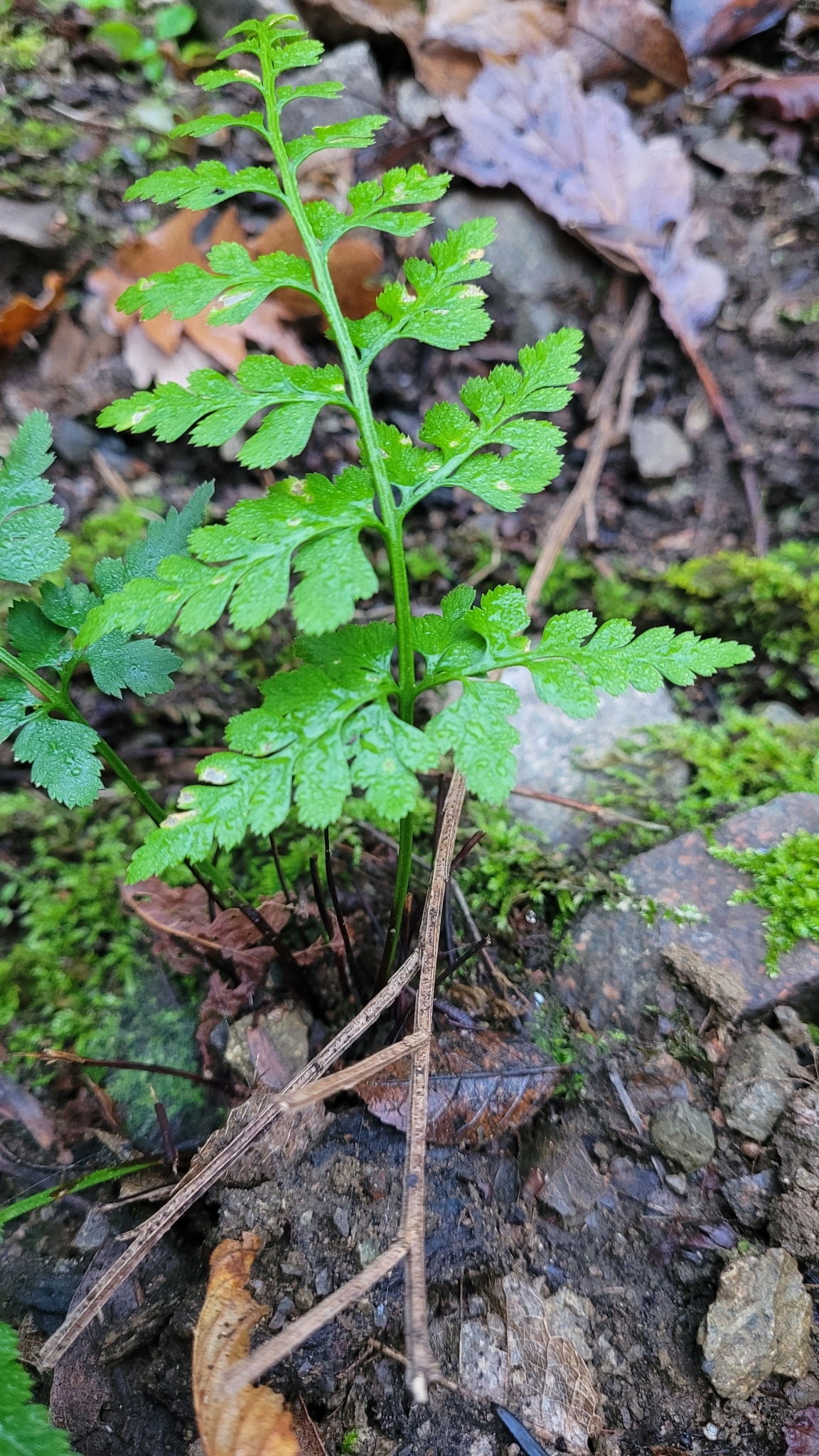 Asplenium adiantum-nigrum L.