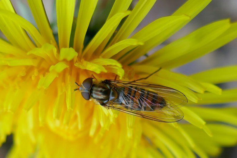 Episyrphus balteatus (De Geer, 1776)